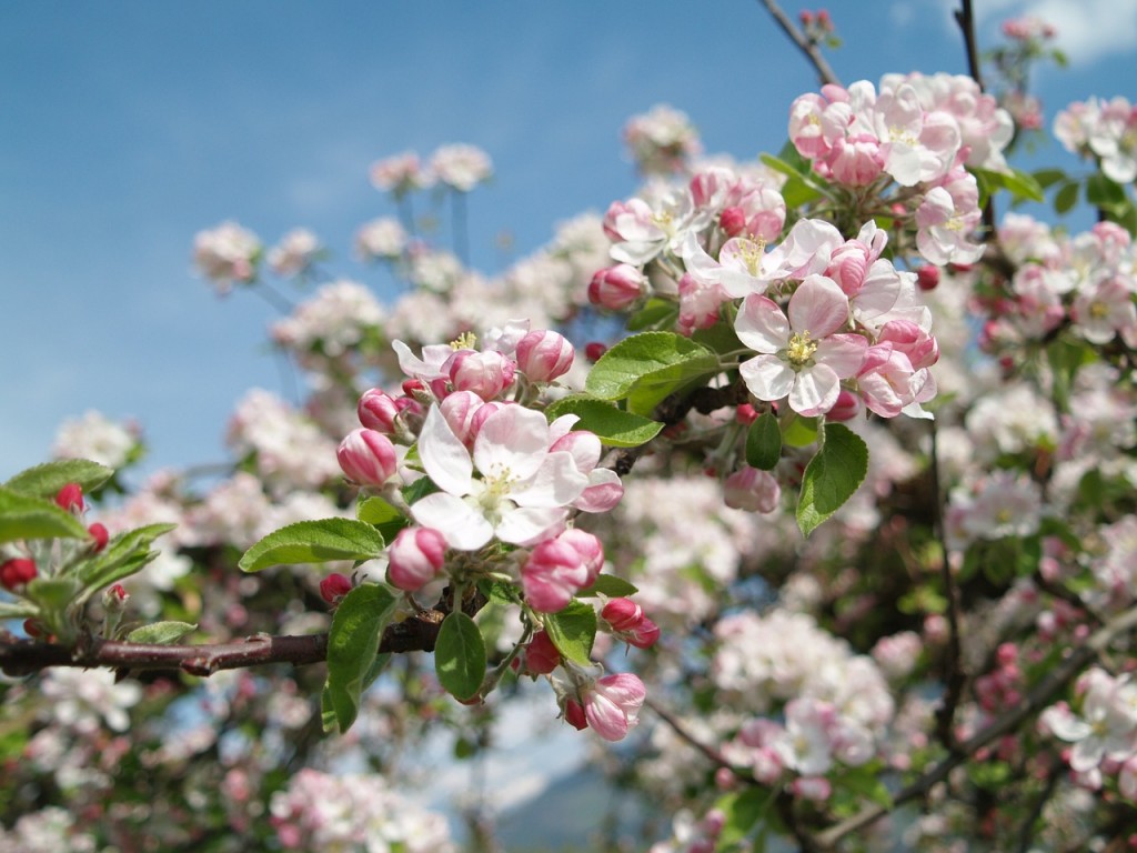 Apple Tree » Early Childhood Education » Surfnetkids