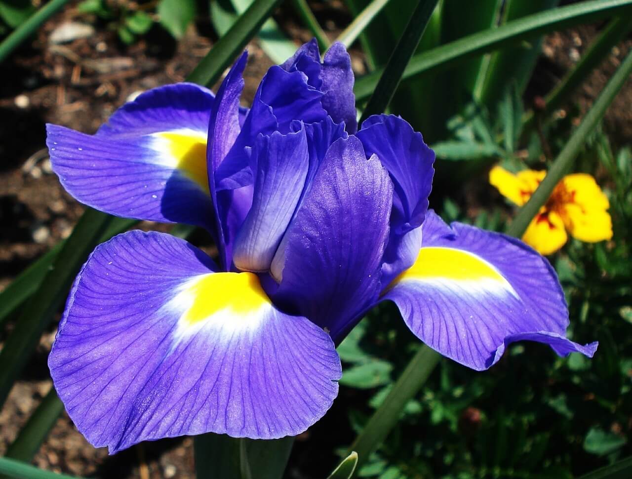Blue Irises » Early Childhood Education » Surfnetkids