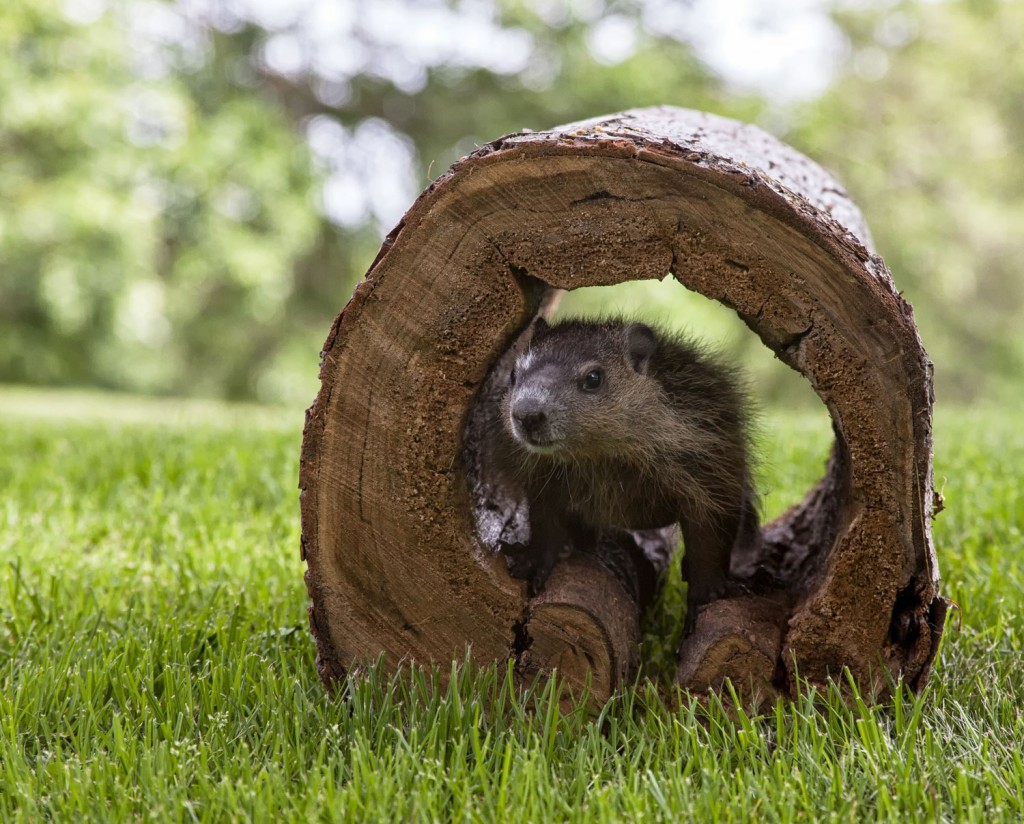 10 Facts About Groundhog Day Almanac Surfnetkids 10 Facts About Groundhog Day Almanac Surfnetkids
