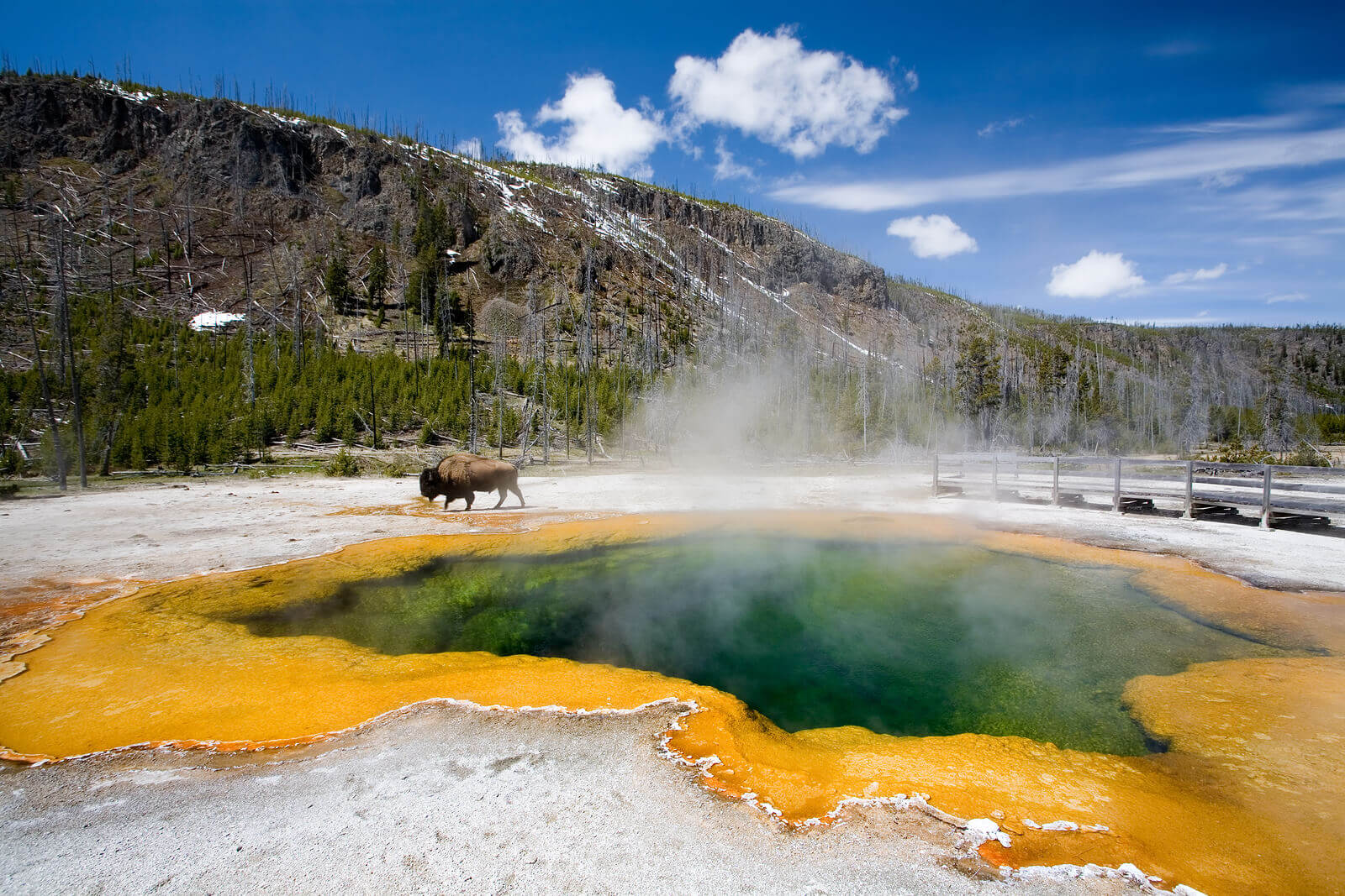 Yellowstone National Park » Resources » Surfnetkids