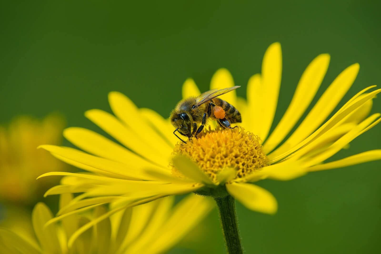 Pollination » Resources » Surfnetkids