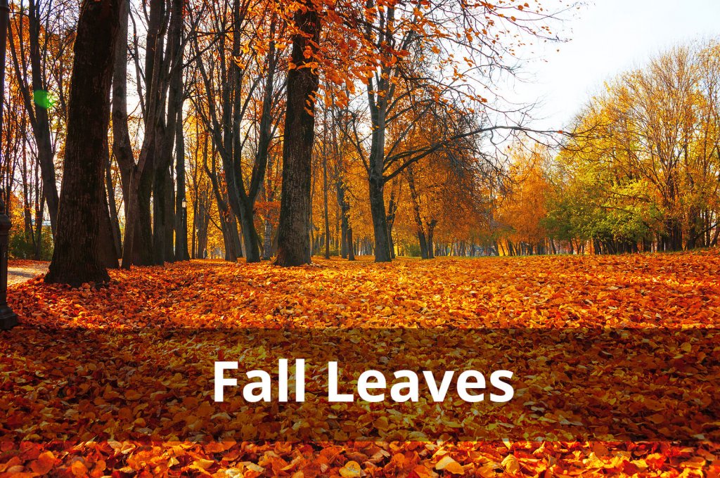 Fall Leaves » Resources » Surfnetkids
