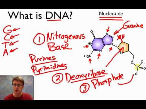 What is DNA? » Video » Surfnetkids
