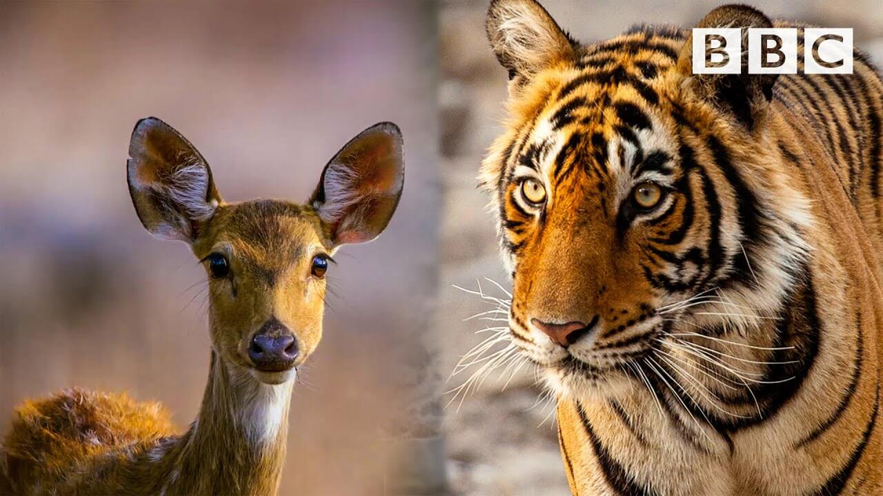 Mother Nature has an incredible trick to help this tiger » Video ...